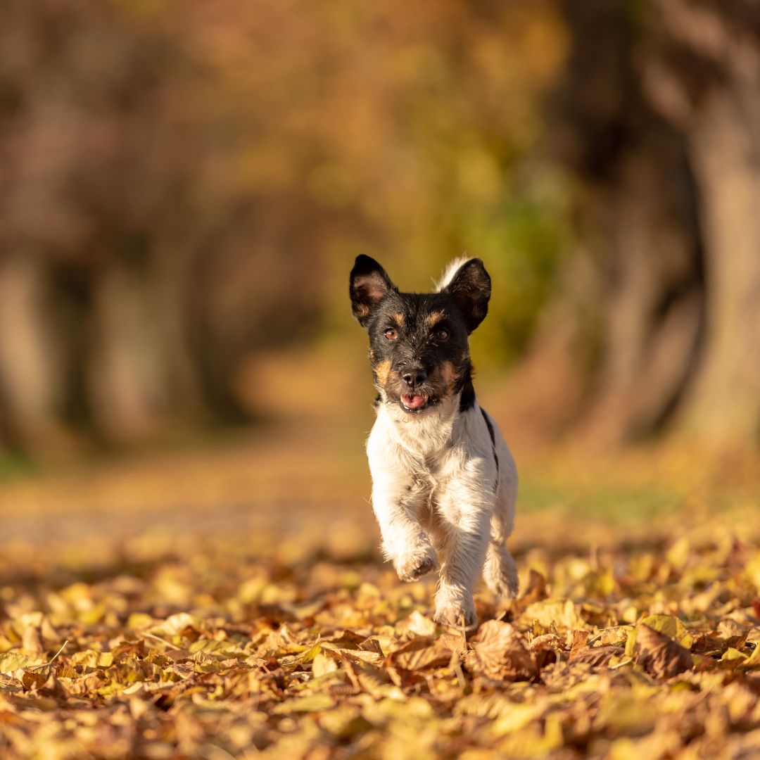 FAQs - Frequently Asked Questions | Wellbeing for Dogs