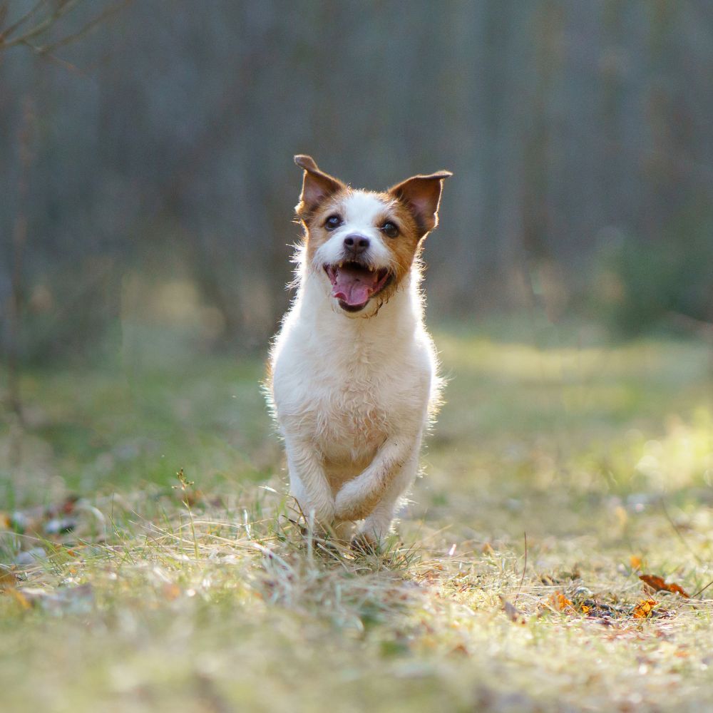 Wellbeing for Dogs | Nutrient Blends For Dogs